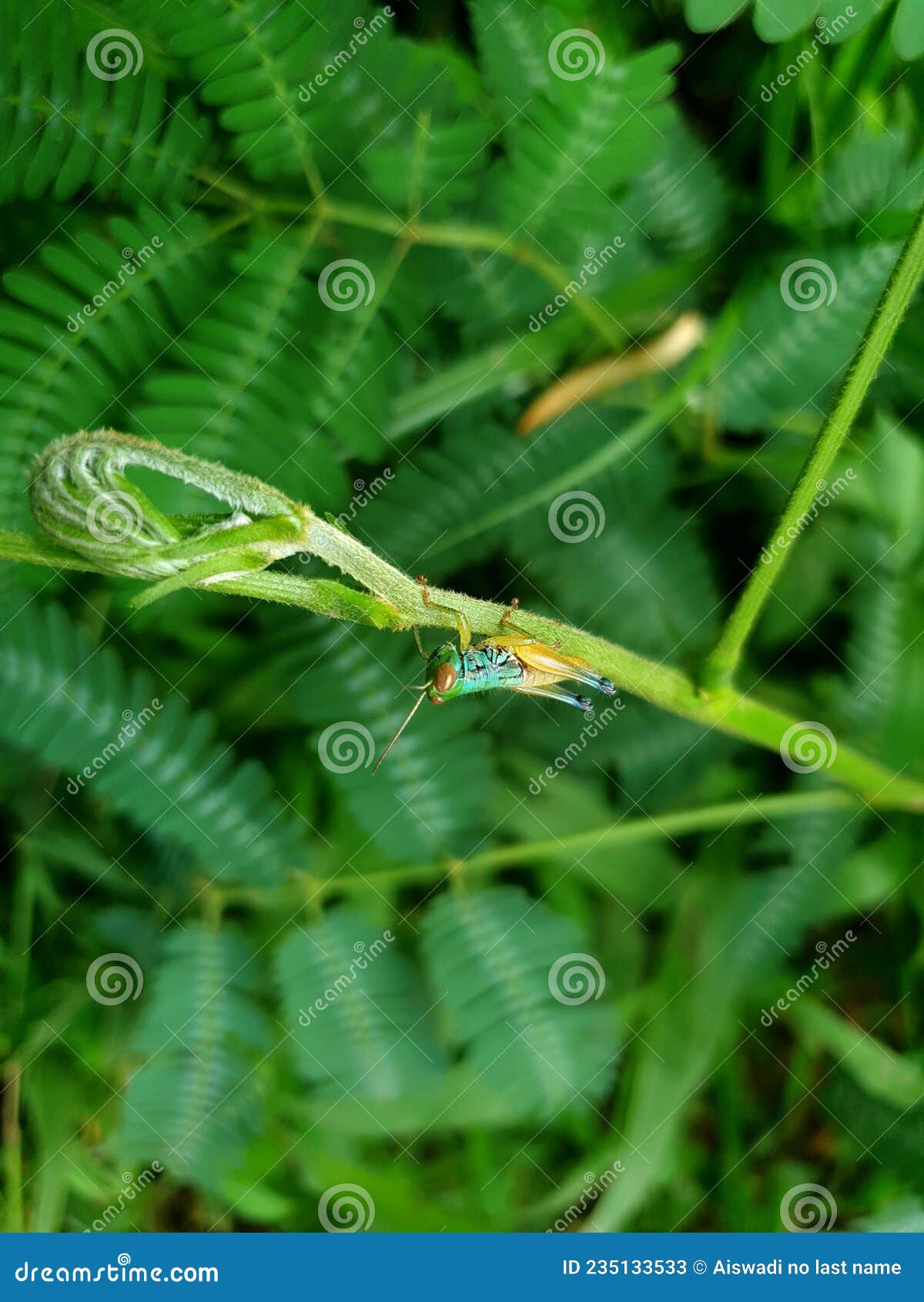Commond Grasshopper on Craspedia Under the Sunlight on a Plant with a ...