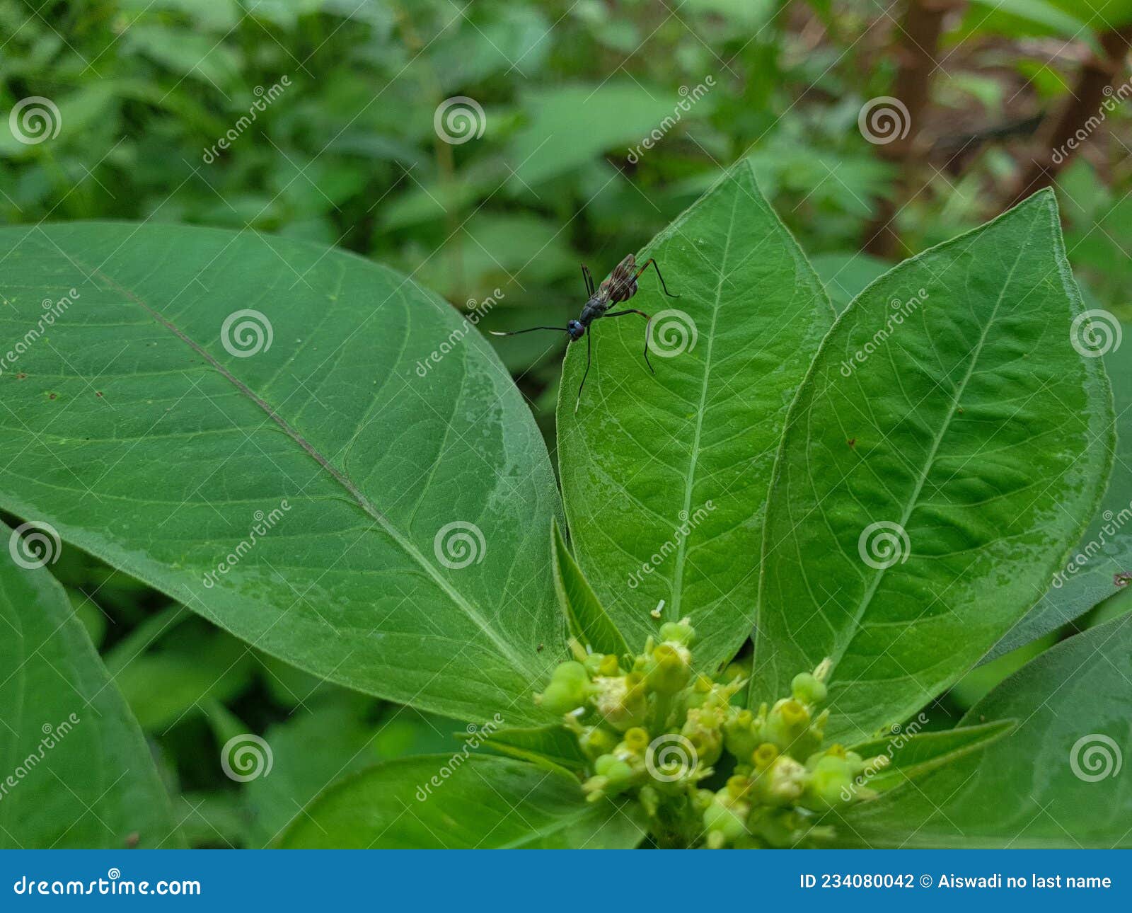 Commond Insect on Craspedia Under the Sunlight on a Leaf with a Blurry ...
