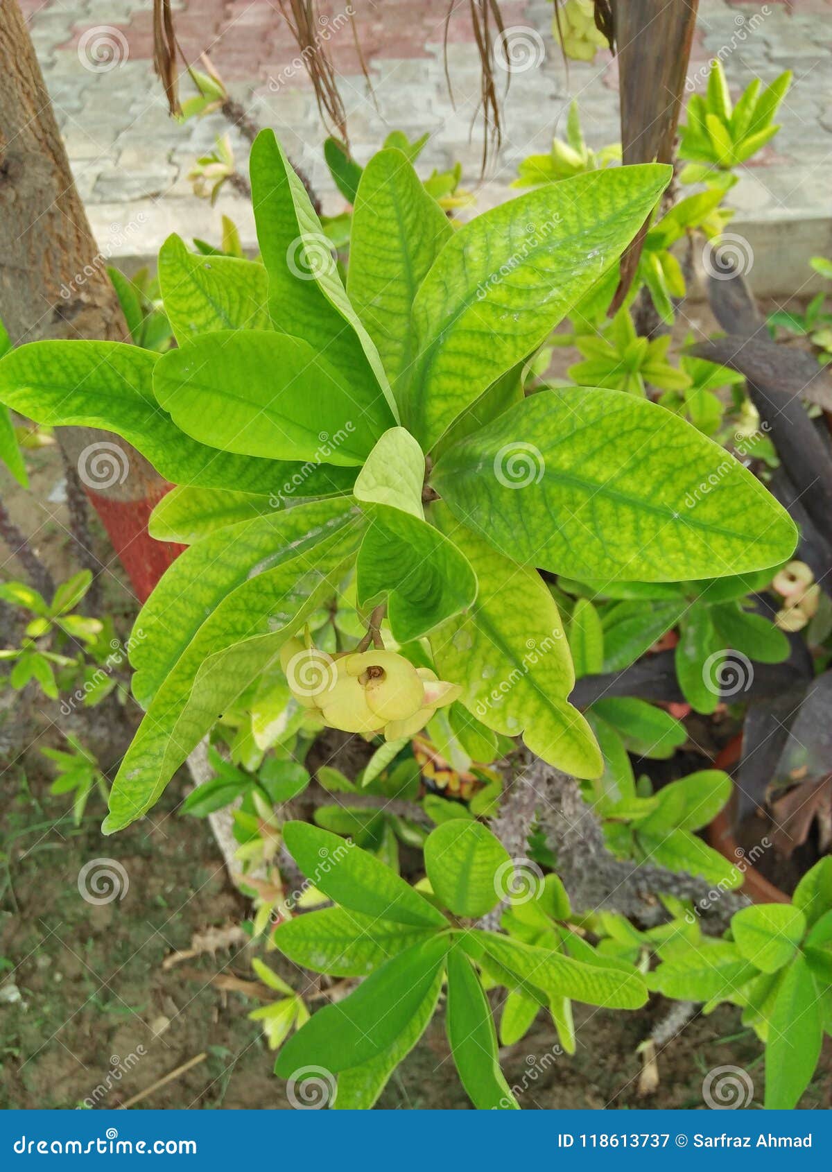 EUPHORBIA MILII stock image. Image of crown, branches - 118613737
