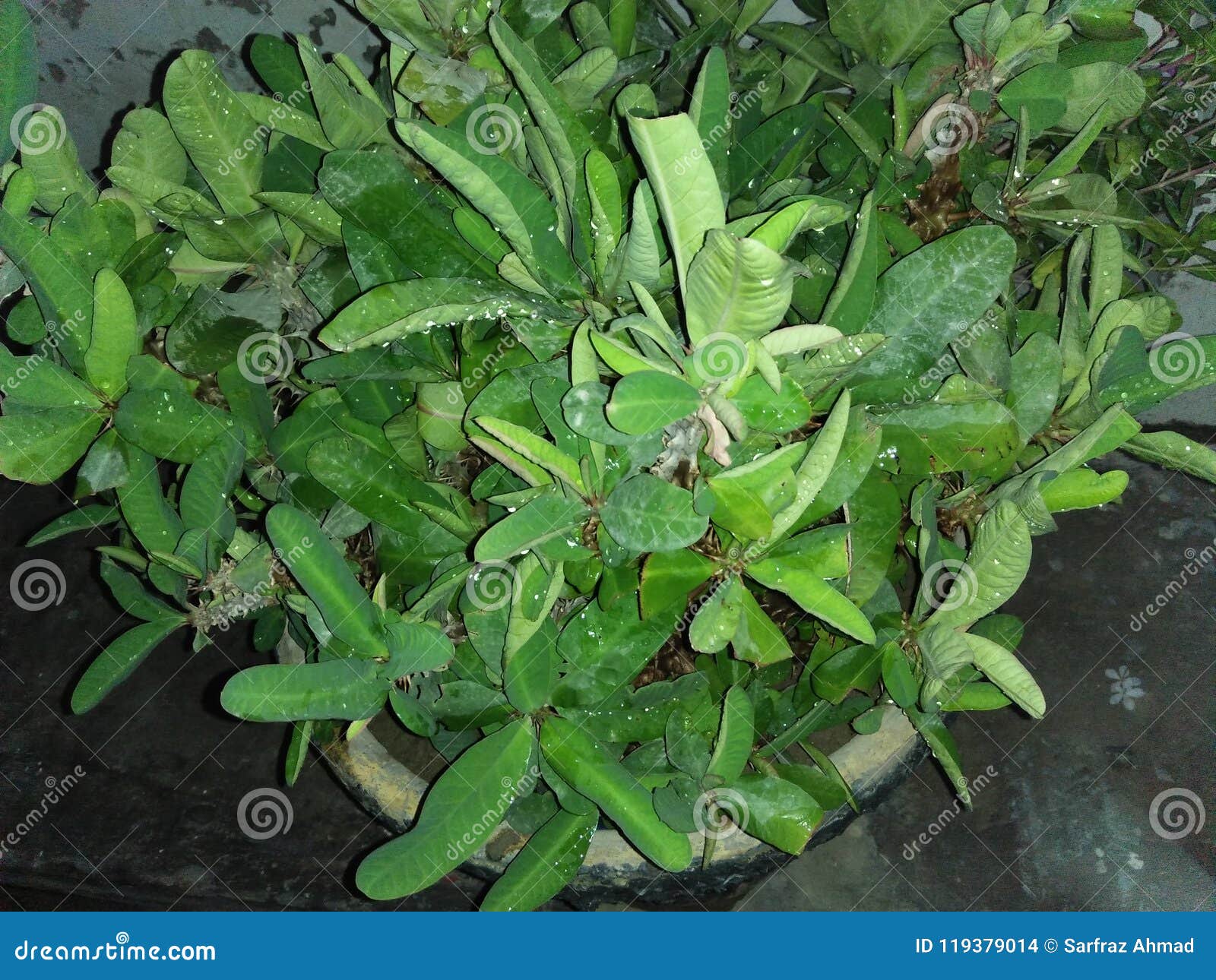 EUPHORBIA MILII stock photo. Image of shrub, milii, commonly - 119379014