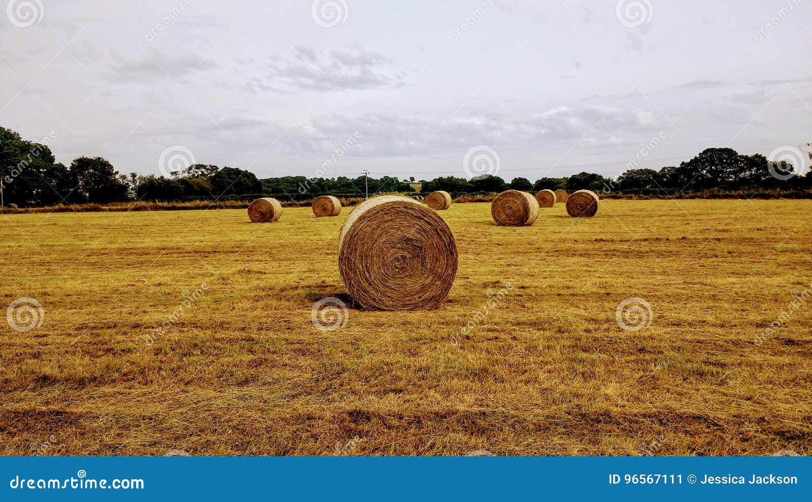The Commons Hey Round Bales Editorial Photo - Image of common, round ...