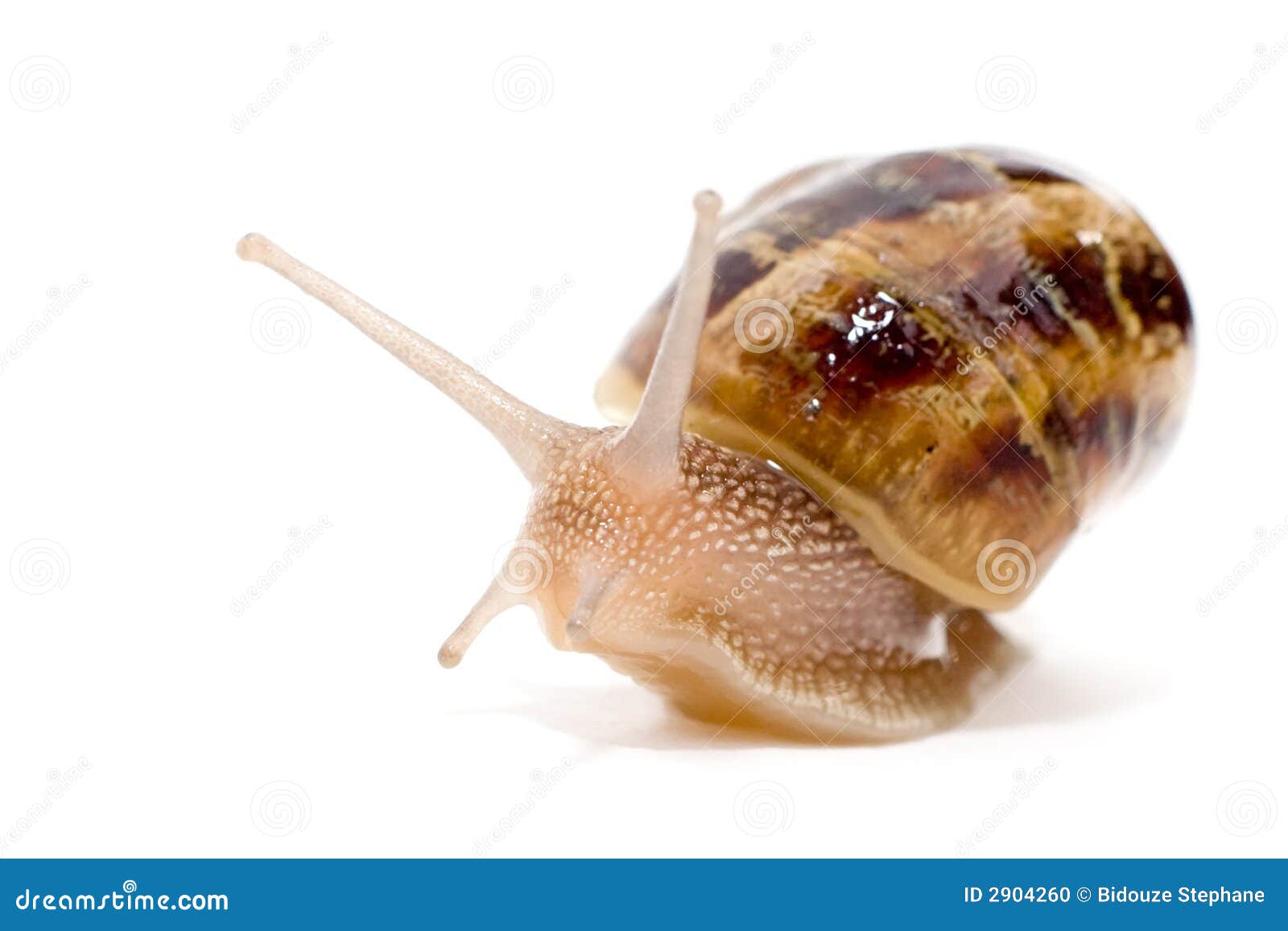 Commun european snail stock photo. Image of shiny, entree - 2904260