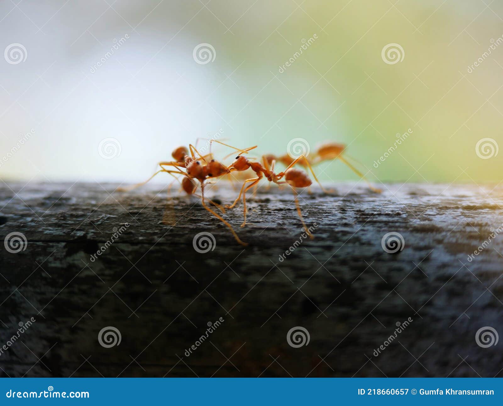 Communication of Ants.an Ants is Talking Stock Image - Image of forest ...