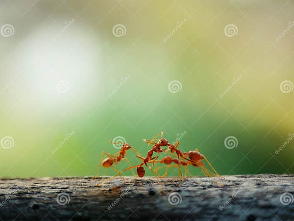 Communication of Ants.an Ants is Talking Stock Image - Image of ...
