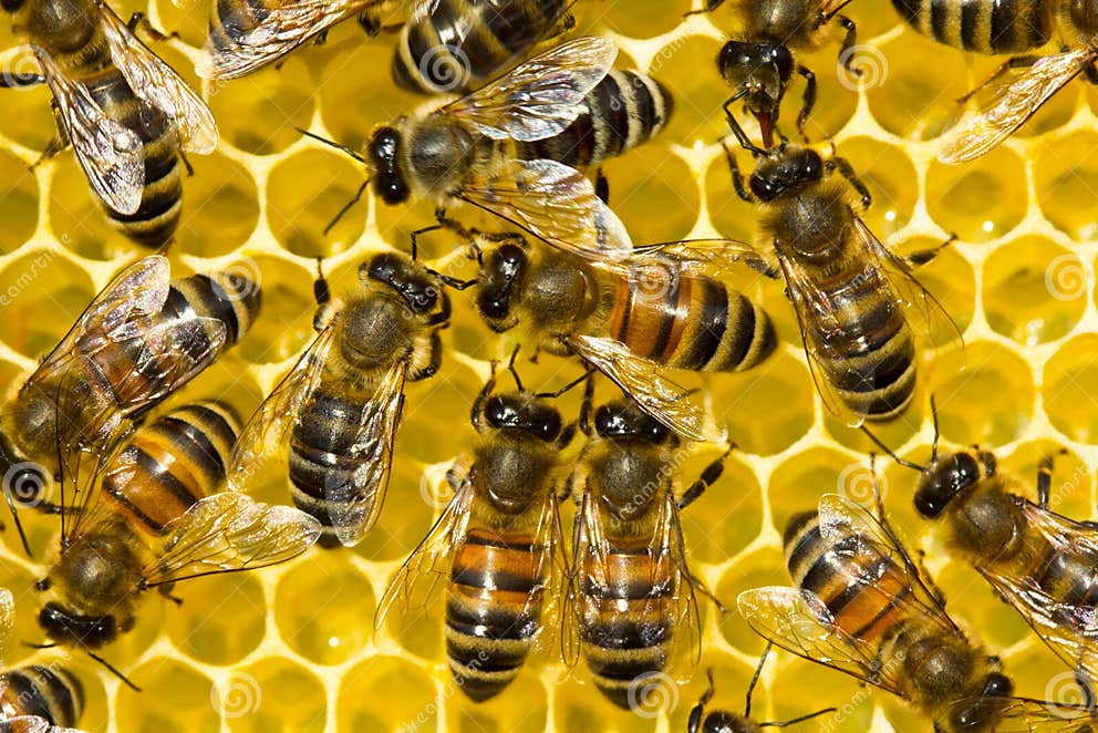 Communication bees stock image. Image of bees, rarity - 98256599