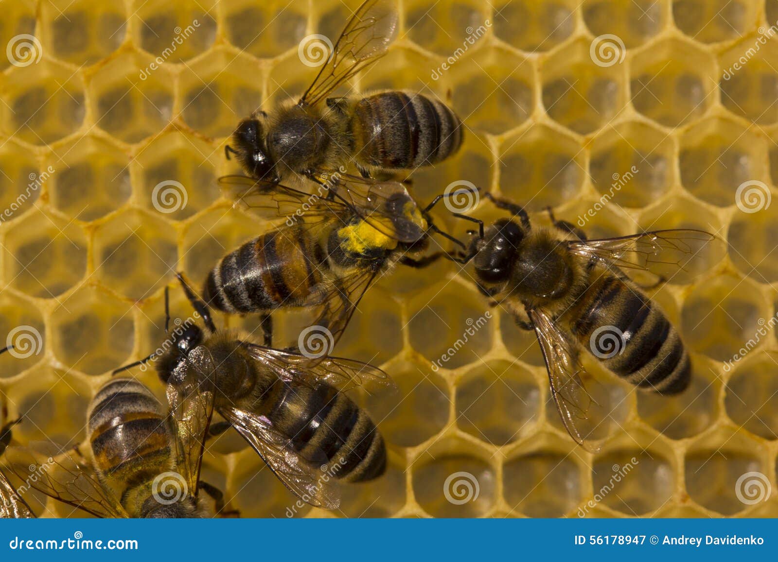 Communication bees stock image. Image of originality - 56178947
