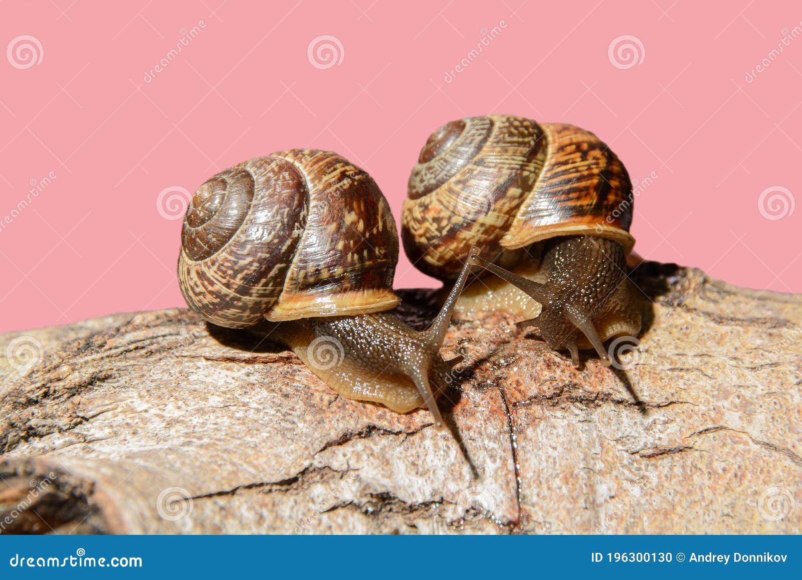 Communication of Two Snails Stock Photo - Image of motion, nature ...