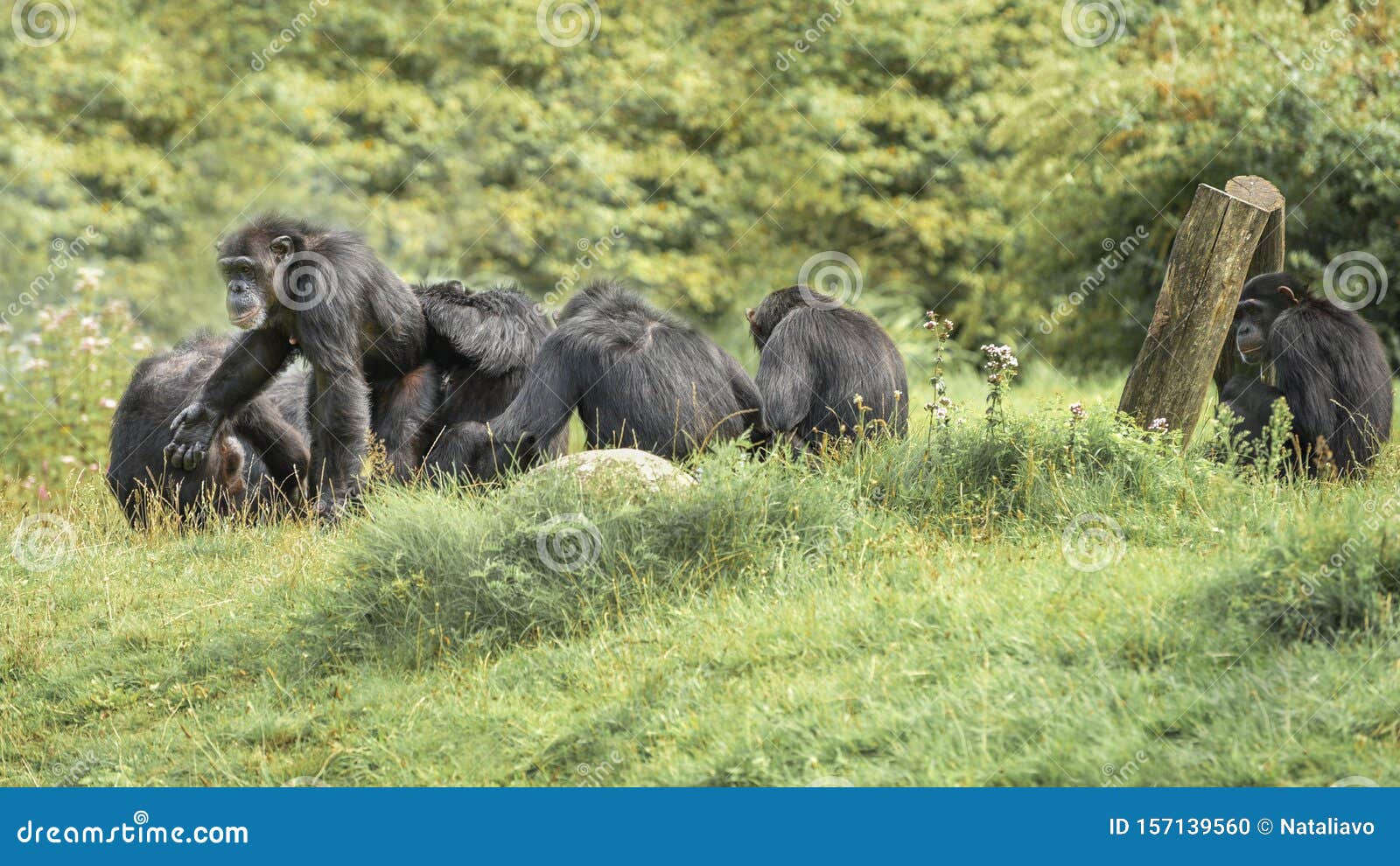 Community of Chimpanzee on the Grassland Stock Photo - Image of monkey ...