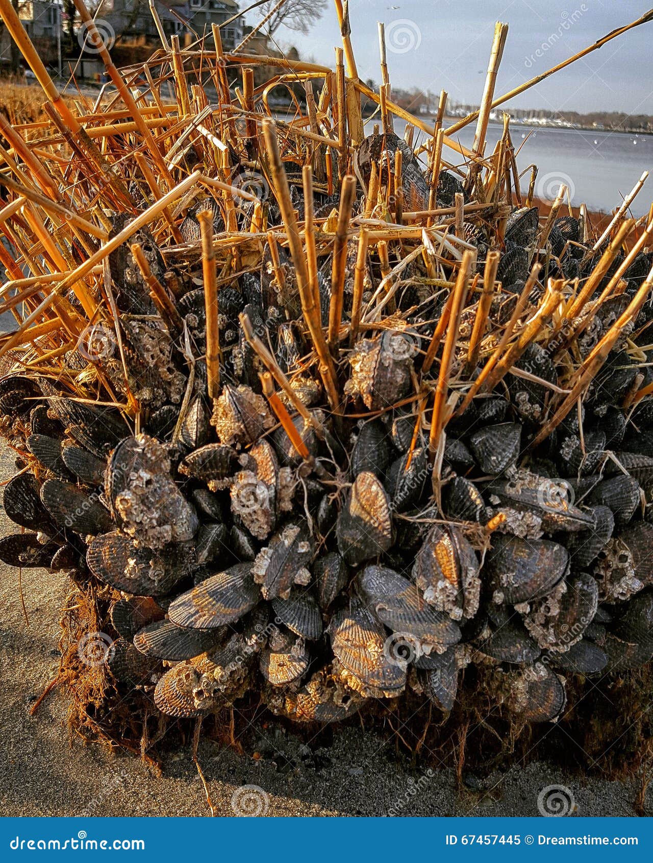 Community stock image. Image of shellfish, island, surviving - 67457445