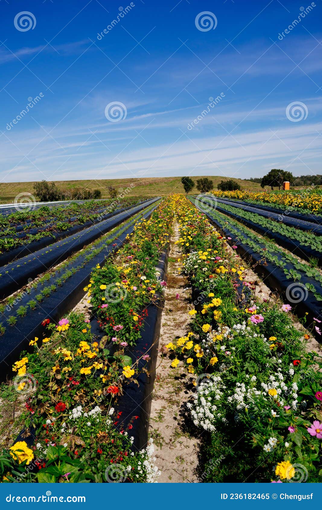 Flower Garden in Florida in Winter Stock Image - Image of florida ...