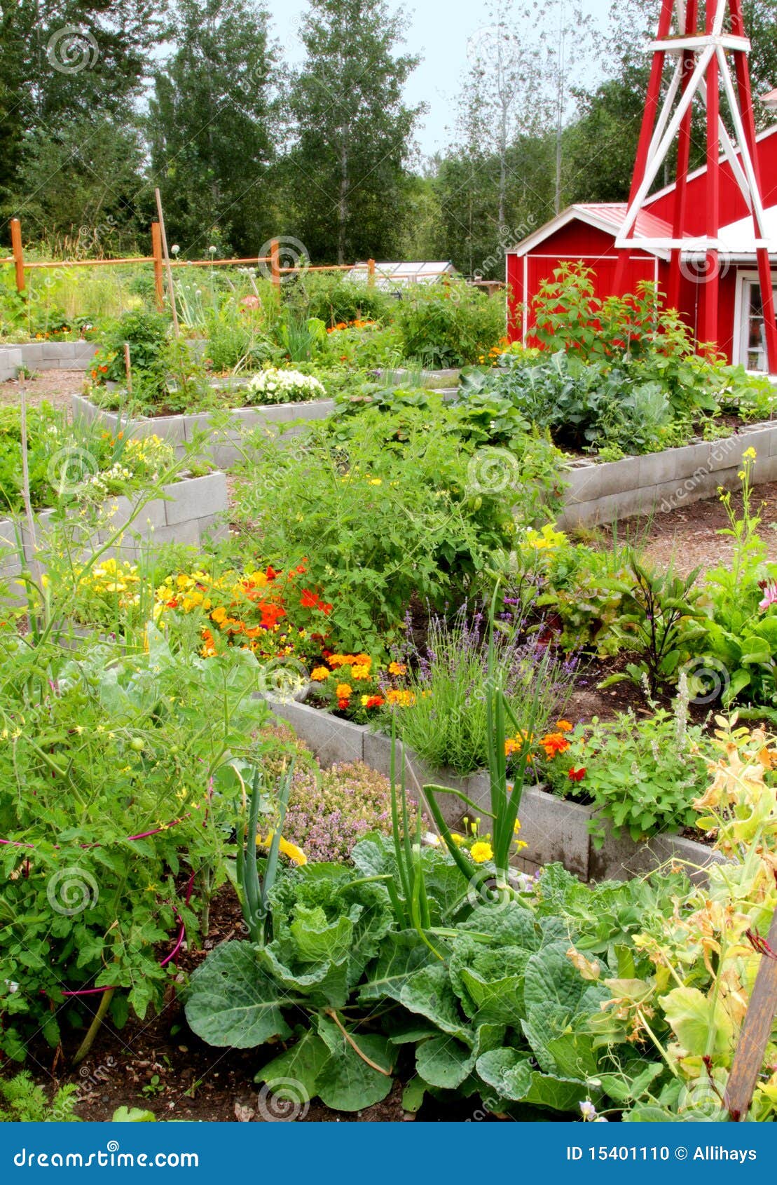 Community Garden stock photo. Image of tomatoes, veggies - 15401110