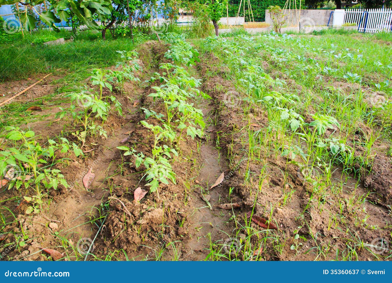 Community garden stock image. Image of dirt, crop, farm - 35360637