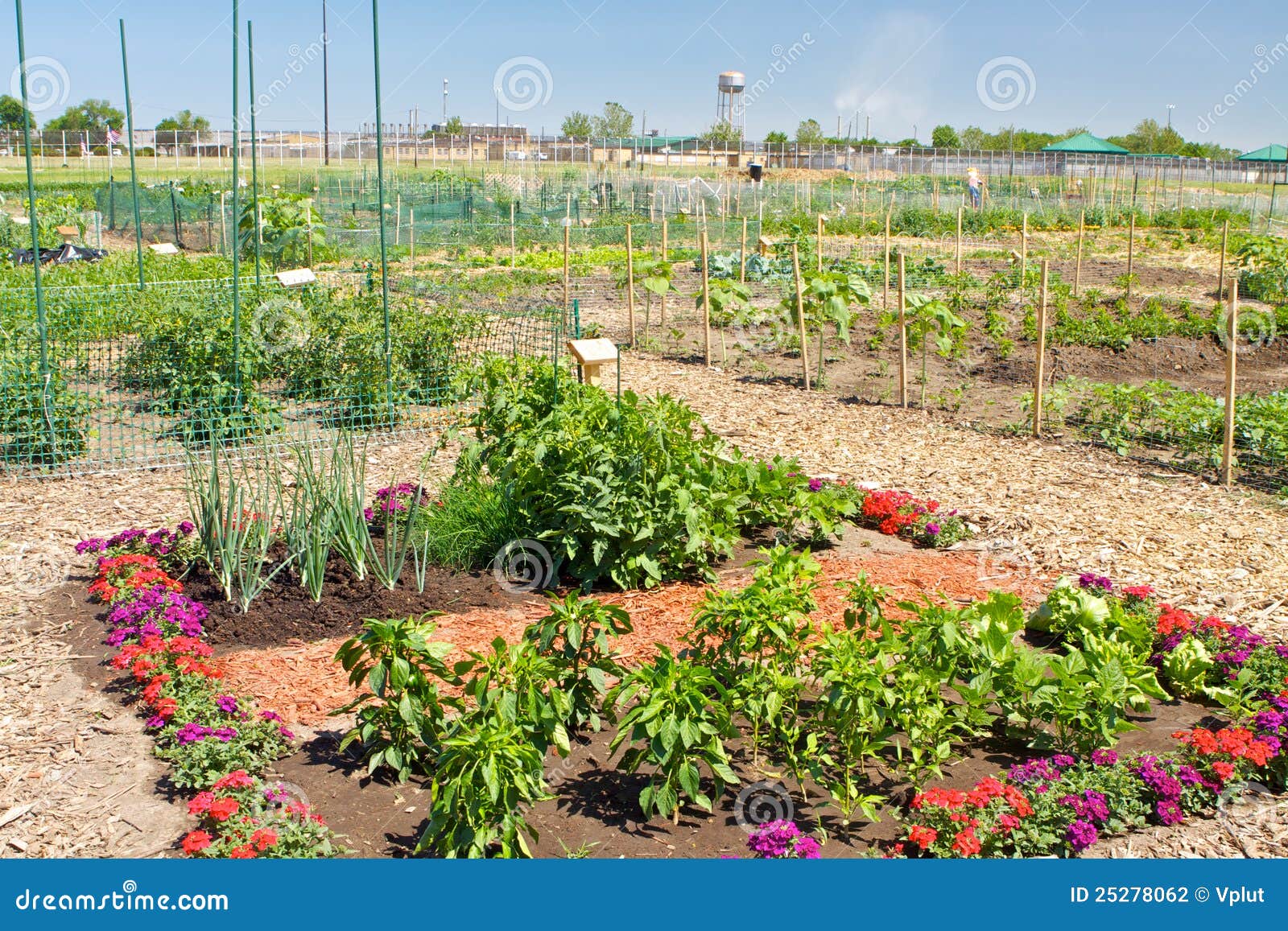 Community Garden Plot stock photo. Image of community - 25278062