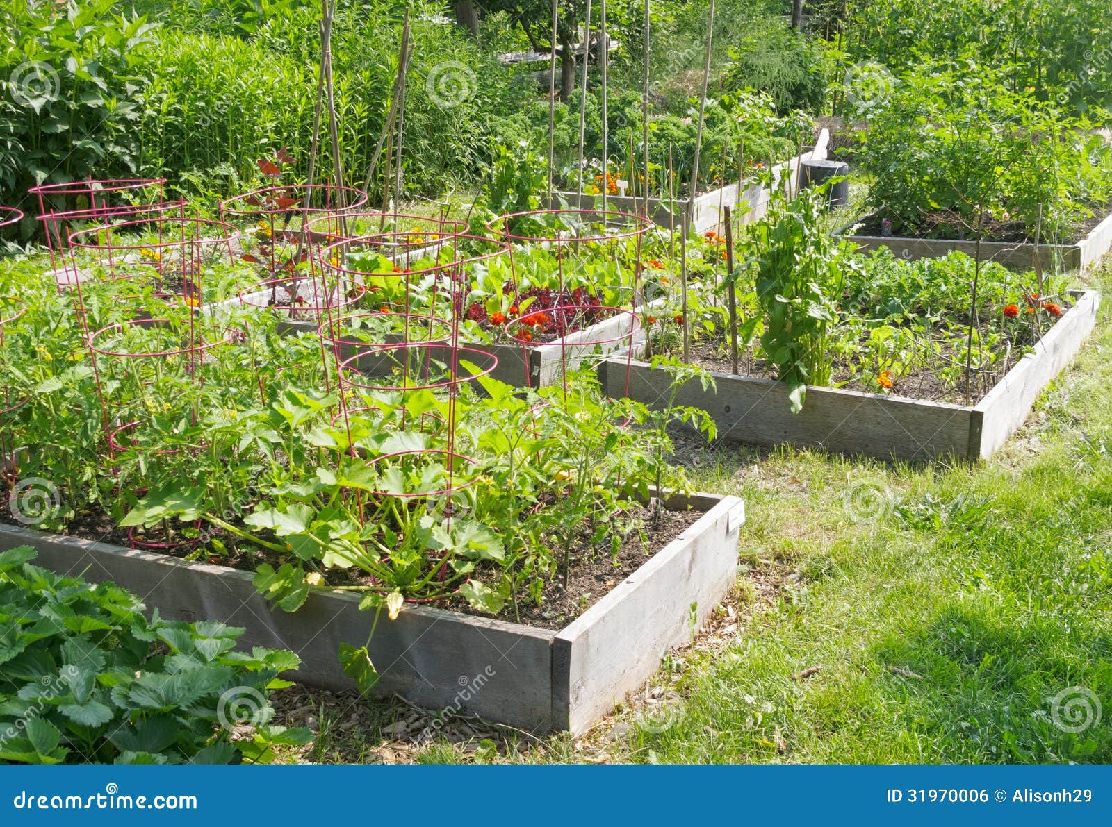 Community Garden stock photo. Image of growers, food - 31970006