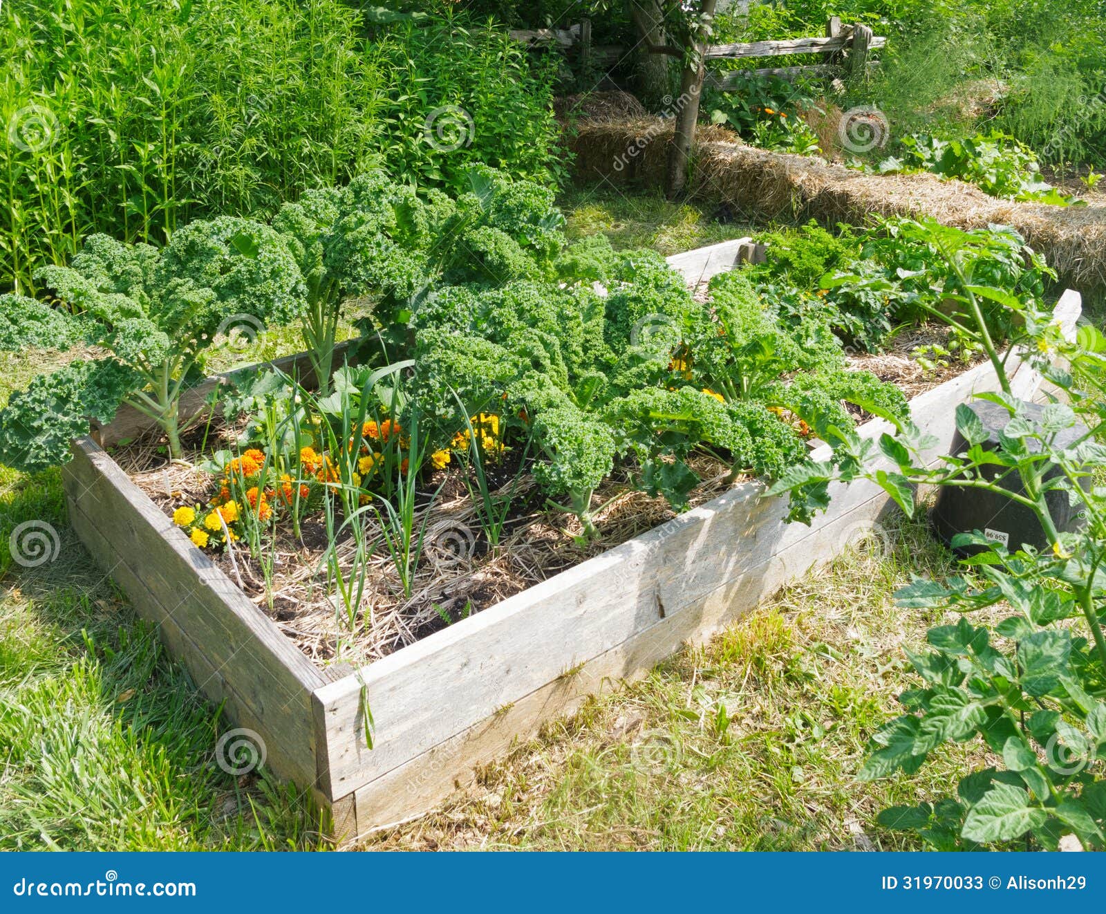 Community Garden stock image. Image of grower, planting - 31970033