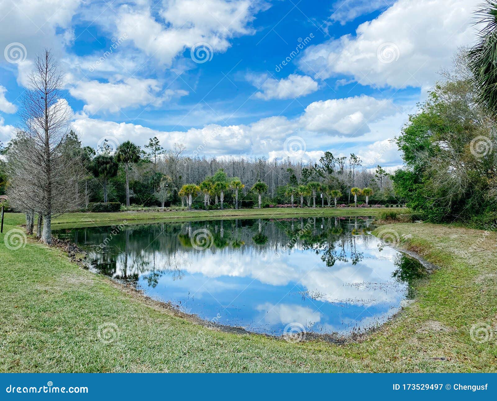 A community pond and tree stock image. Image of duck - 173529497
