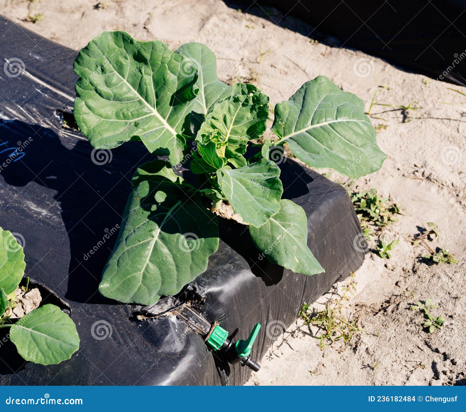 Vegetable Garden in Florida in Winter Stock Photo - Image of forest ...