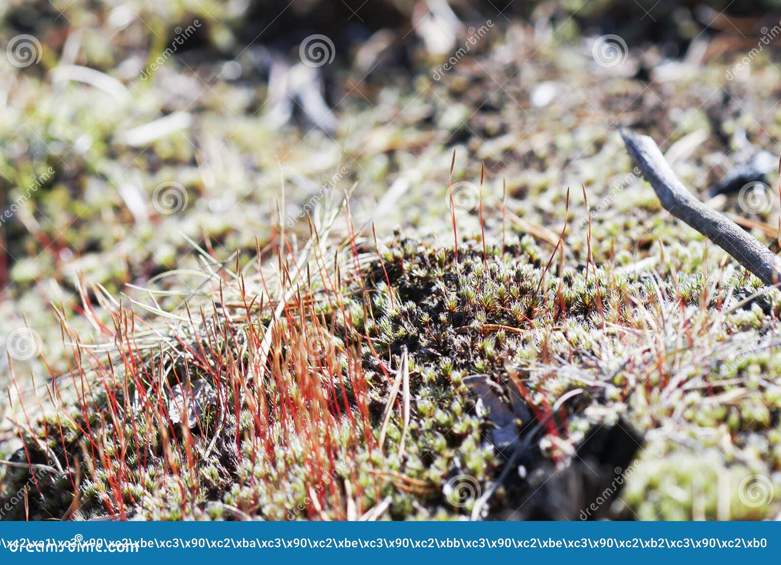 Como O Fundo Do Musgo Do Tortula Da Neve Foto de Stock - Imagem de ...