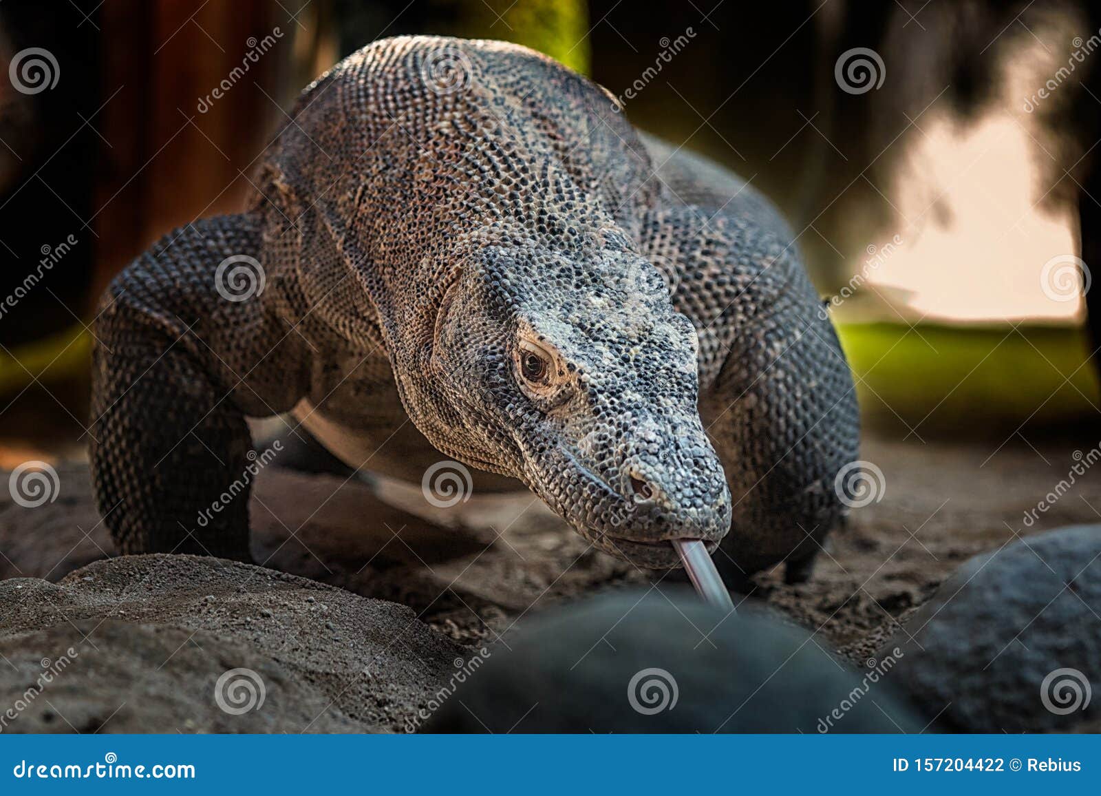 Comodo Dragon foto de archivo. Imagen de pista, monitor - 157204422