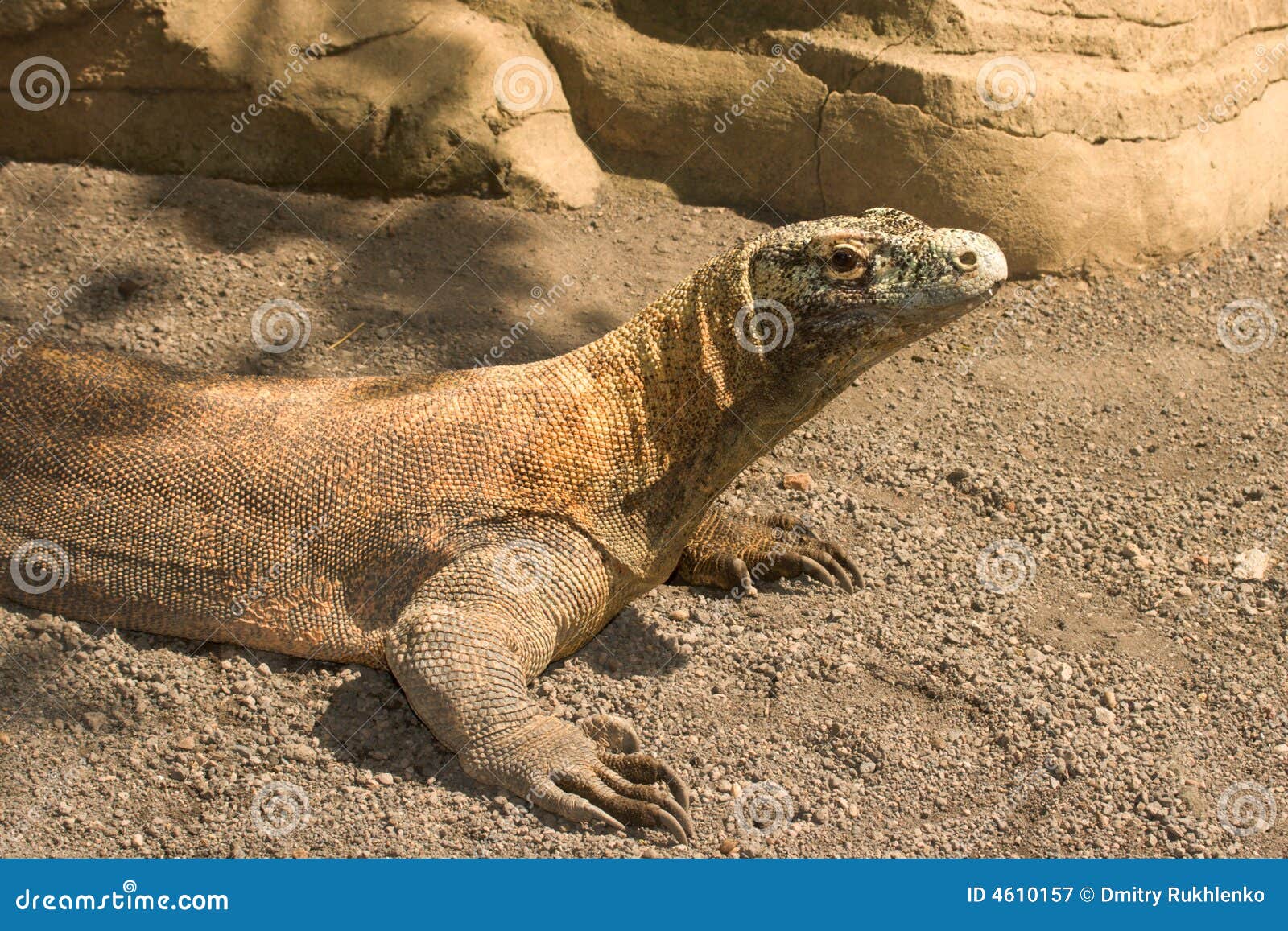 Comodo dragon stock image. Image of reptile, wild, relaxation - 4610157