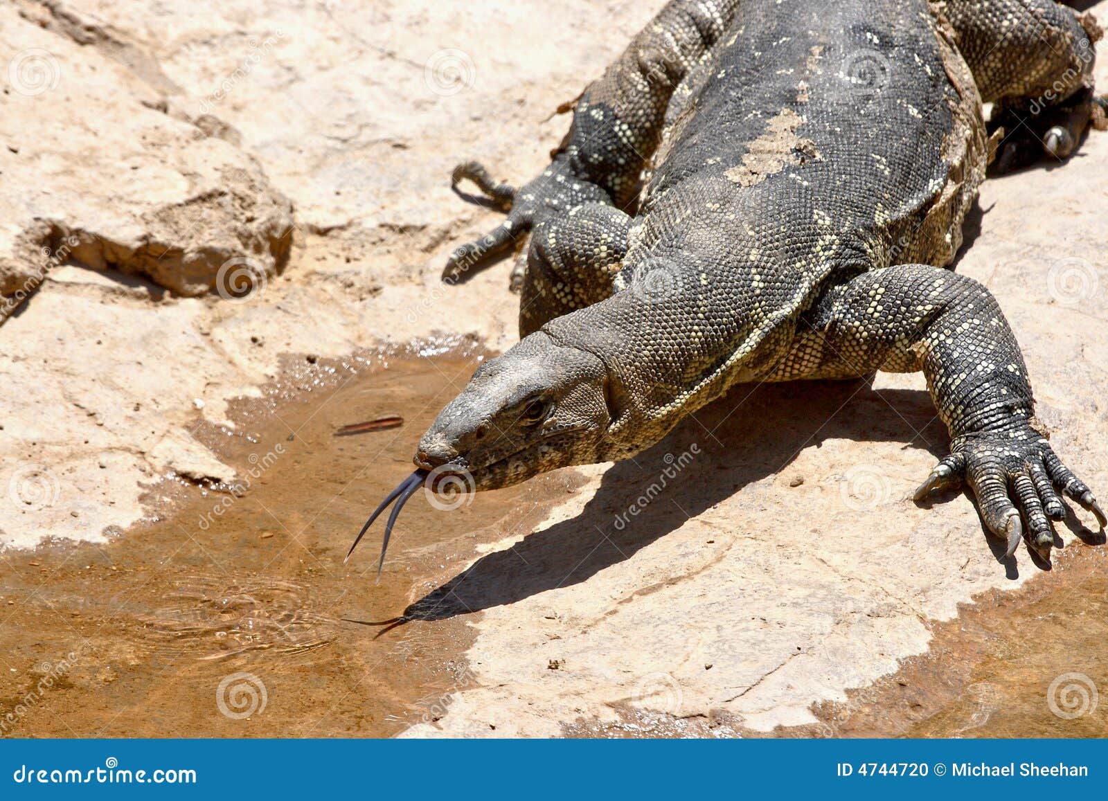 Comodo dragon stock photo. Image of dangerous, rocks, claws - 4744720