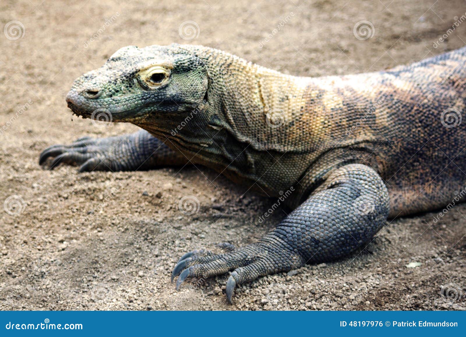 Comodo Dragon stock photo. Image of wild, animal, dragon - 48197976