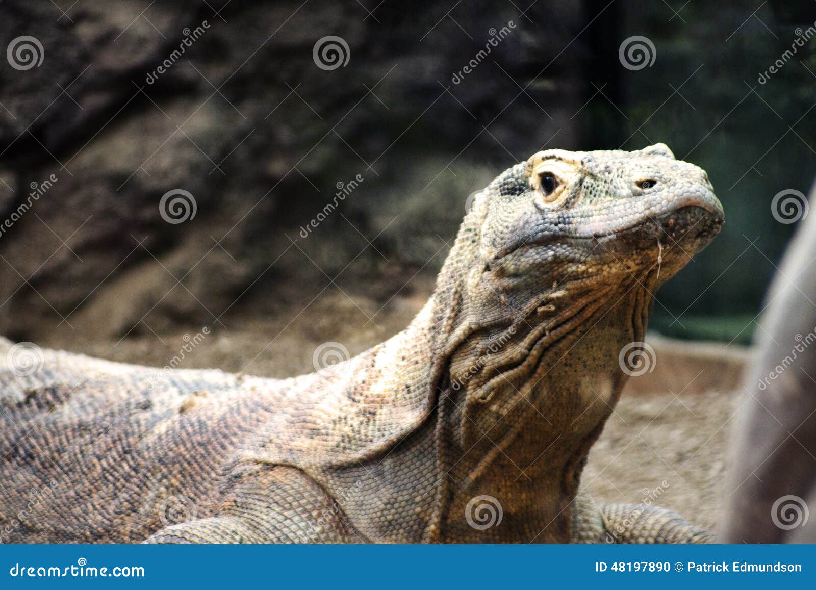 Comodo Dragon stock photo. Image of comodo, wild, wildlife - 48197890