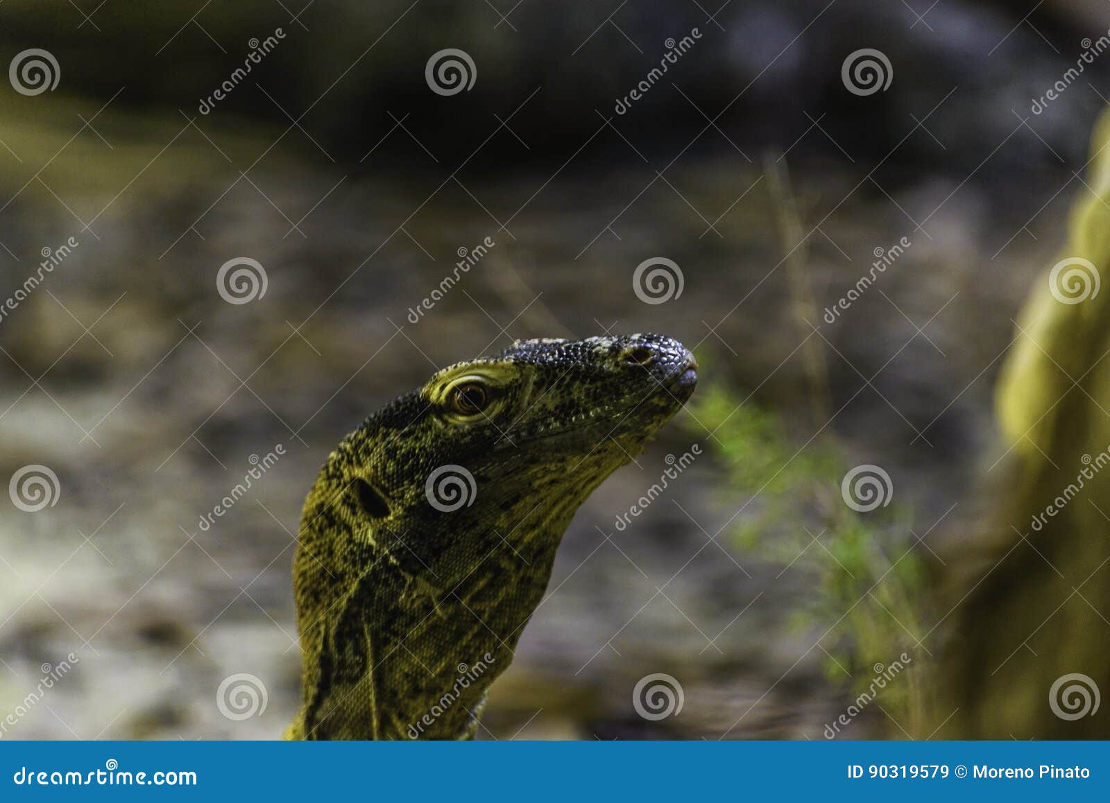 Comodo dragon stock image. Image of dragon, closed, alberta - 90319579