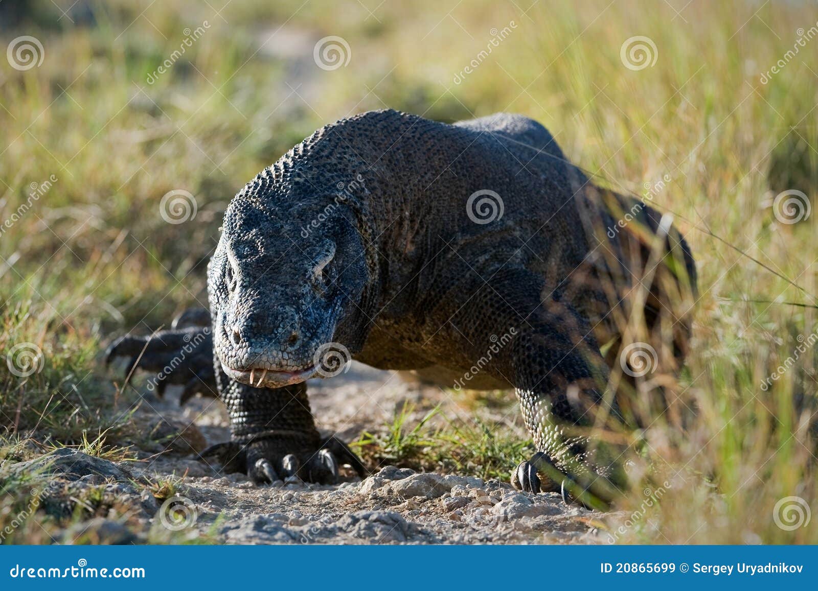 Comodo dragon comes. stock image. Image of endanger, indonesia - 20865699