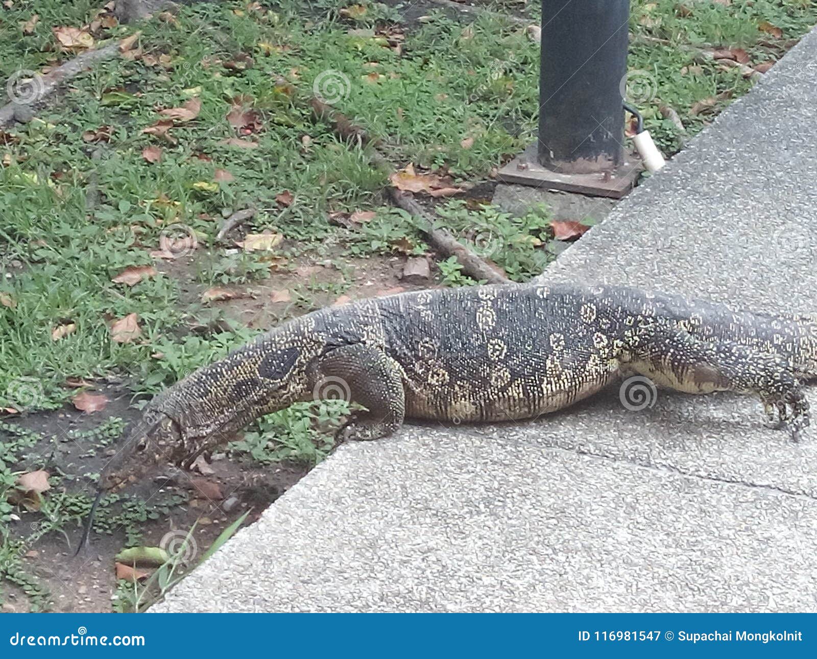 Comodo dragon stock image. Image of dormitory, thammasat - 116981547