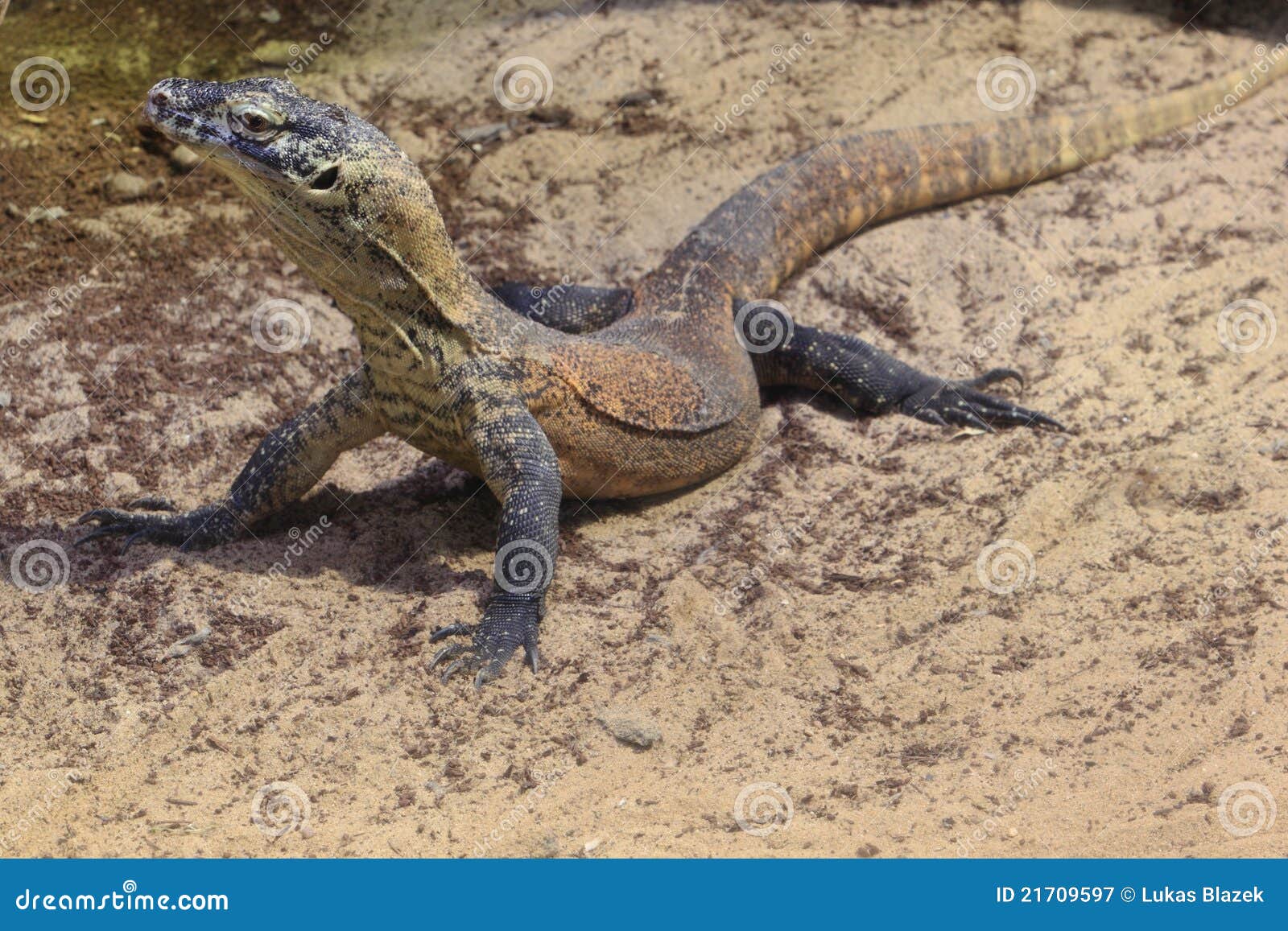 Comodo dragon cub stock image. Image of komodoensis, comodo - 21709597