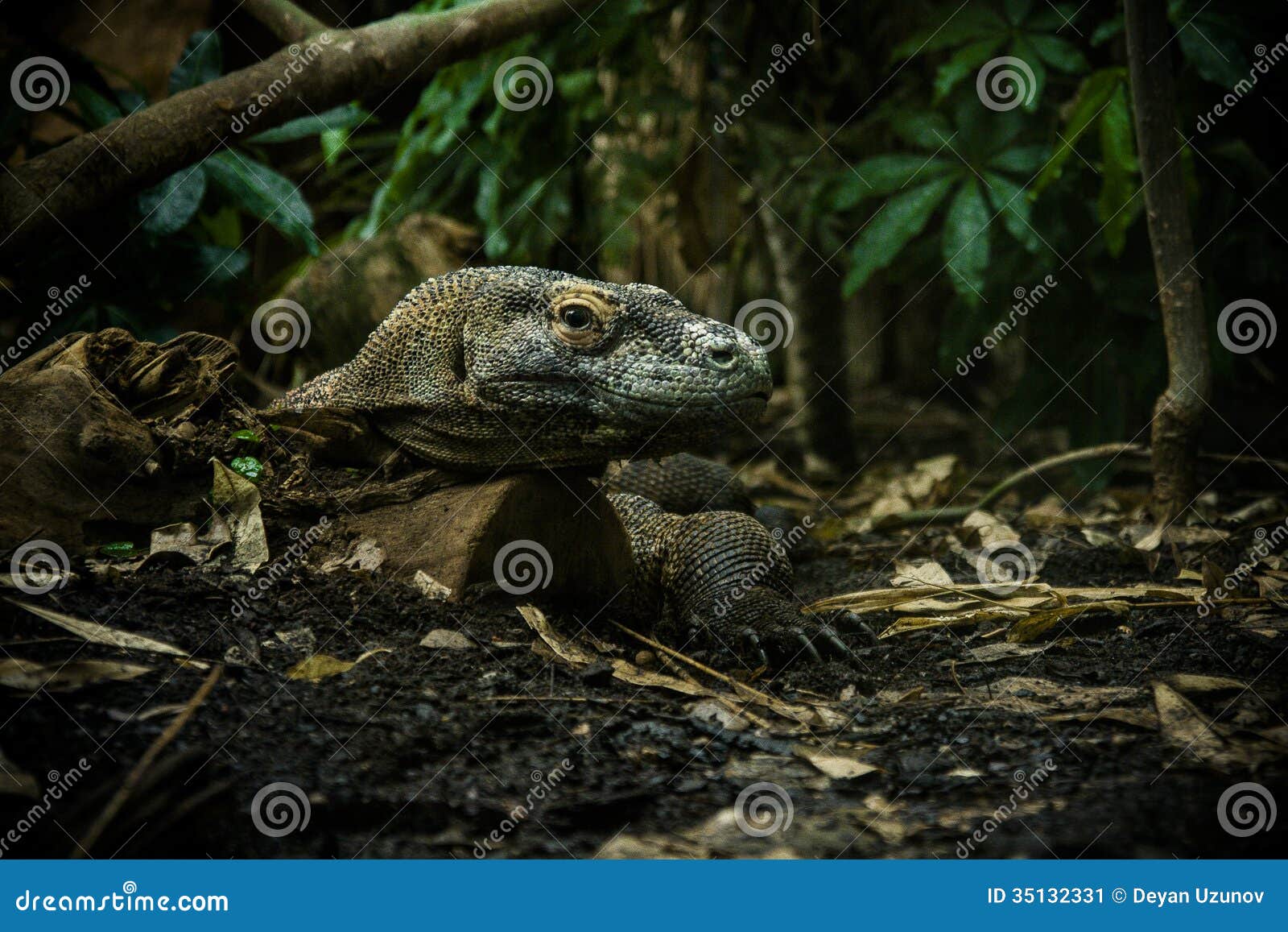 The Comodo Dragon stock image. Image of lizard, comodo - 35132331
