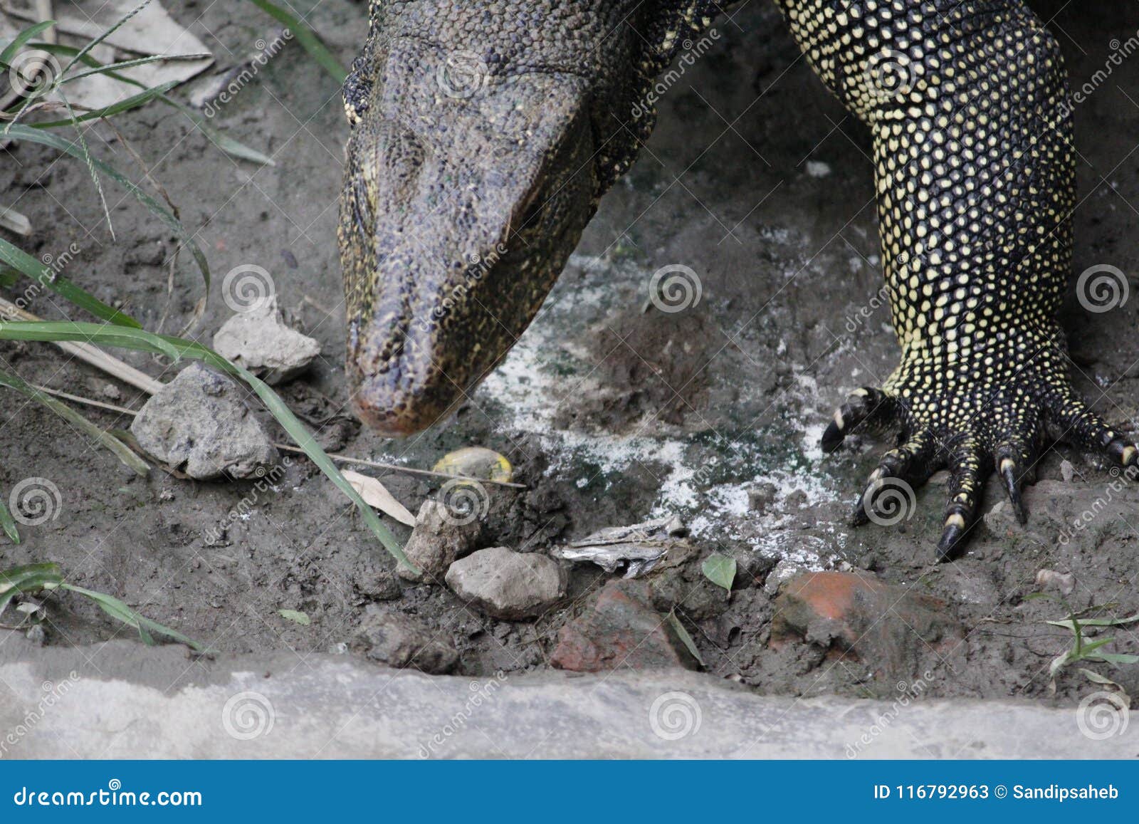 Grey Comodo Dragon stock image. Image of dragon, iguana - 116792963