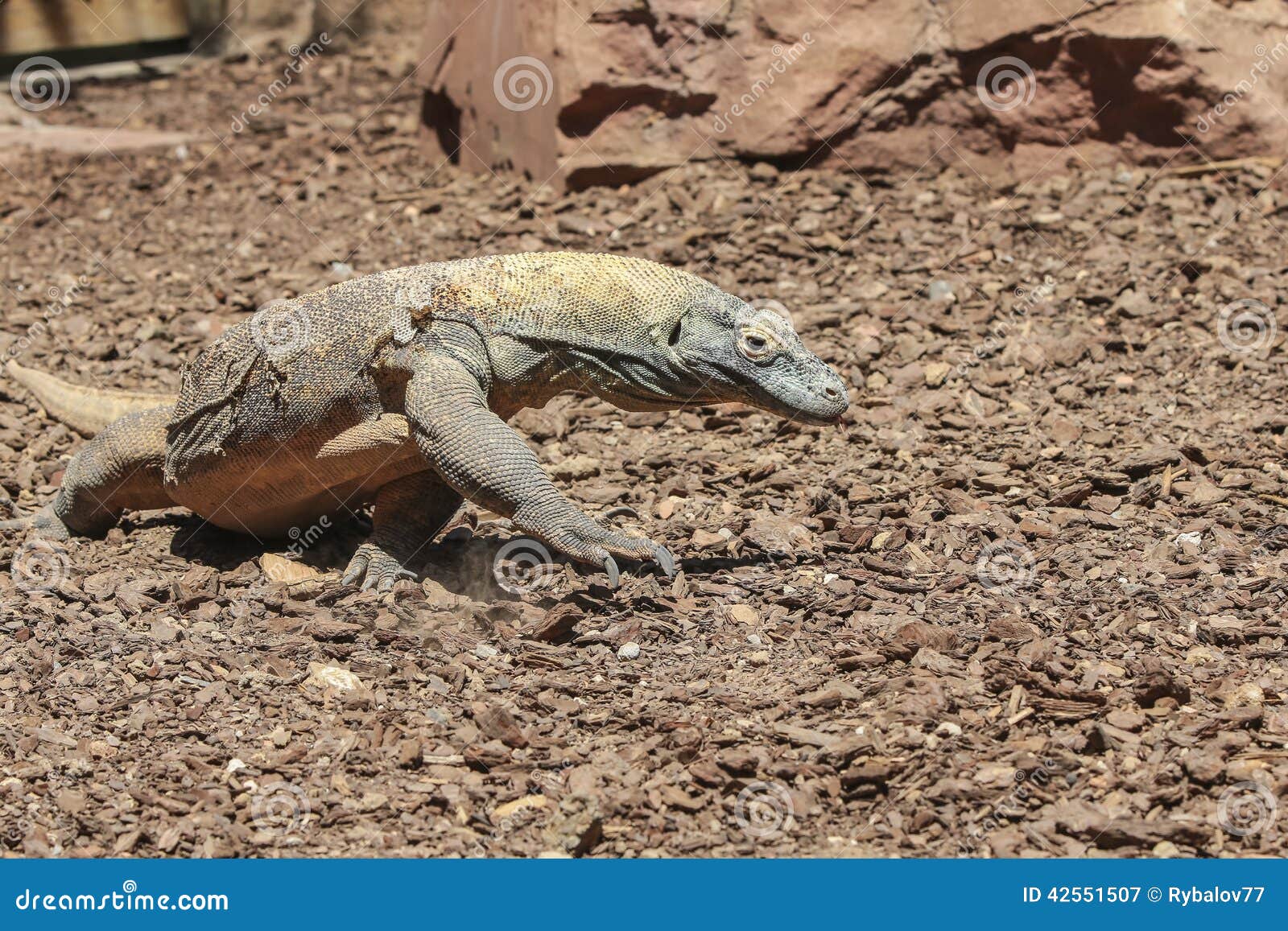 Comodo Dragon stock image. Image of resting, endanger - 42551507