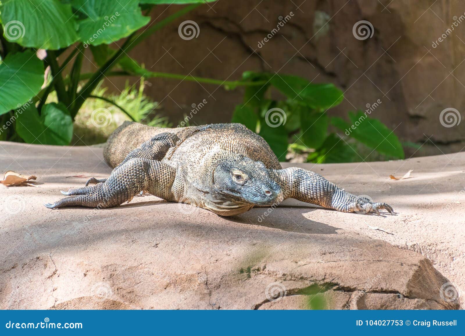 Comodo Dragon on rock stock image. Image of lizard, giant - 104027753