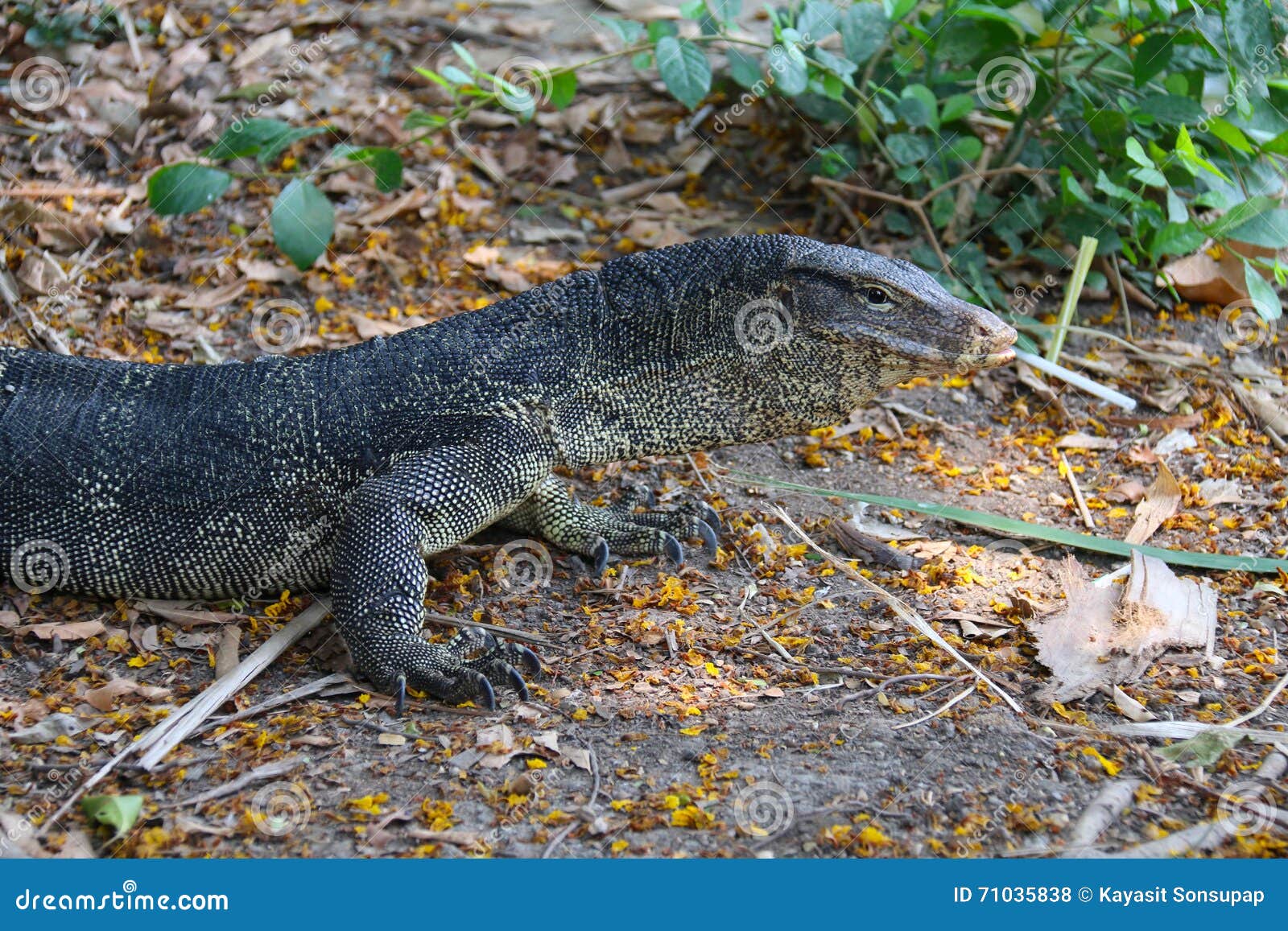 Comodo dragon stock photo. Image of dragon, komodo, asia - 71035838