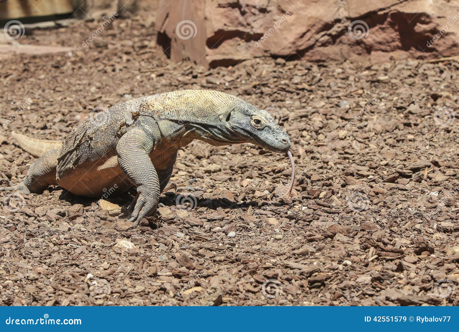Comodo Dragon stock image. Image of alive, background - 42551579