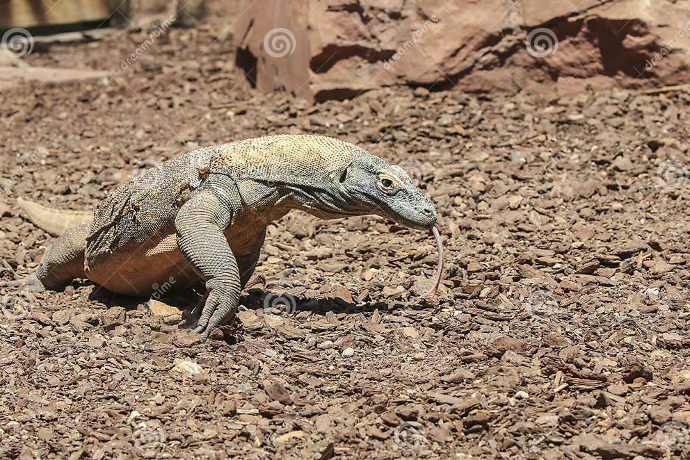 Comodo Dragon stock image. Image of alive, background - 42551579