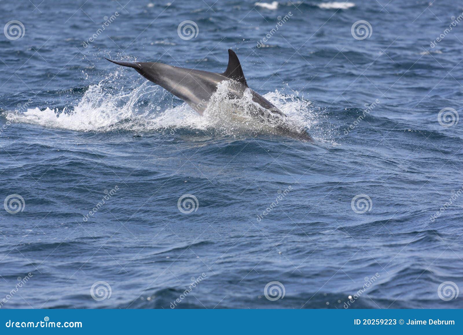 Comon Dolphin stock image. Image of ocean, dolphin, pico - 20259223