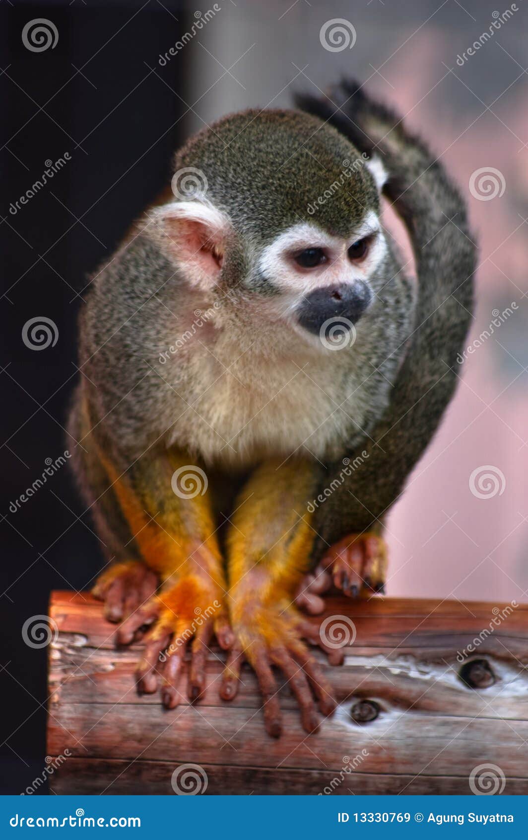 Comon squirrel monkey stock image. Image of branche, nature - 13330769