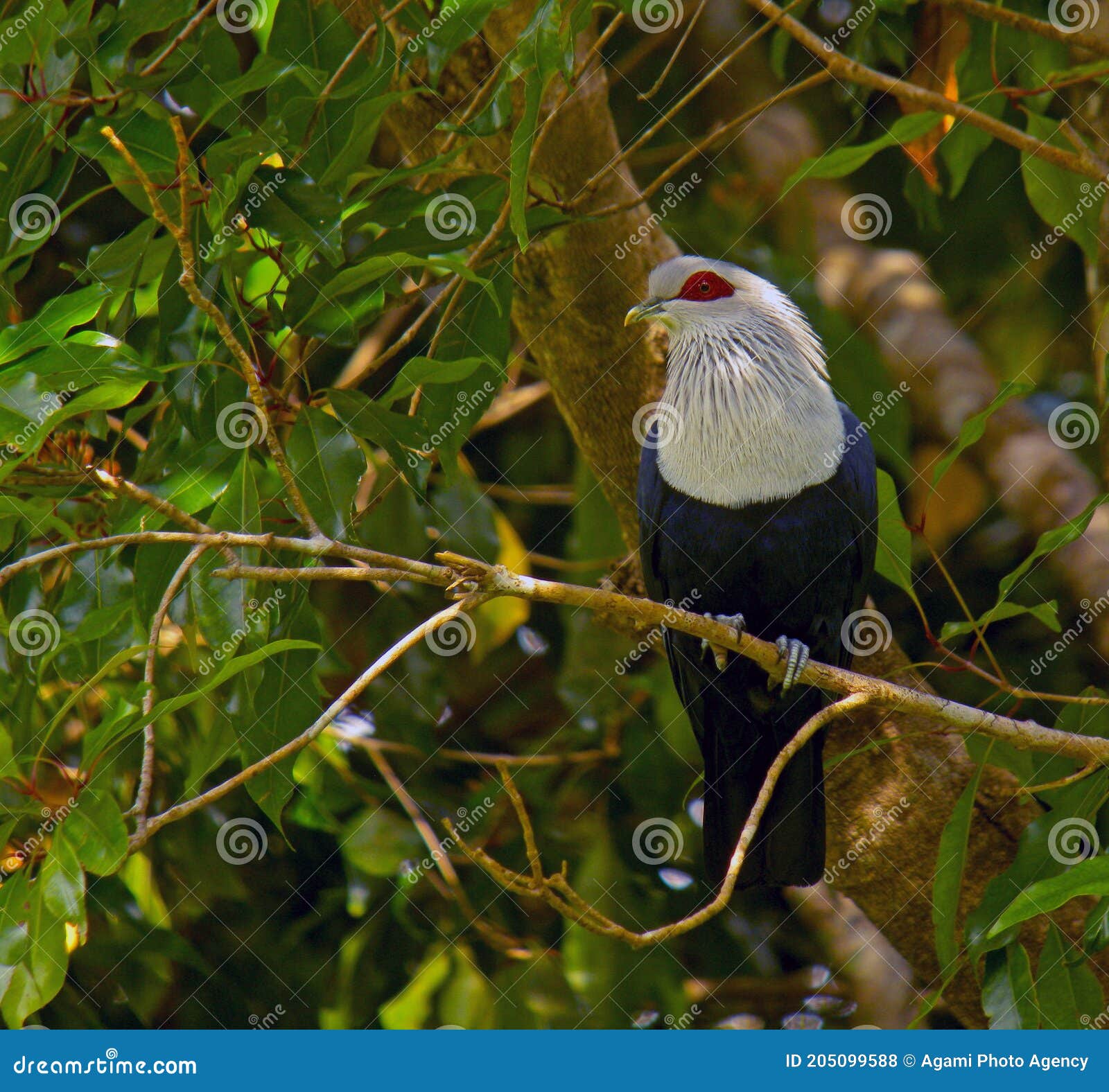 Comoren-blauwe Duif, Comoro Blue Pigeon, Alectroenas Sganzini Stock ...