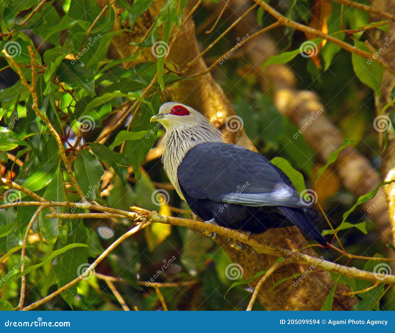Comorenblauwe Duif Comoro Blue Pigeon Alectroenas Sganzini Foto de ...