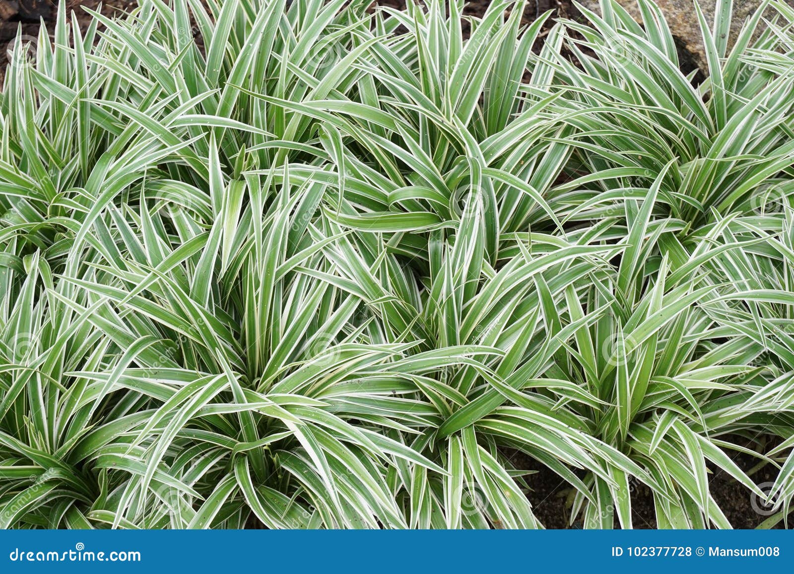 Comosum Di Chlorophytum O Pianta Di Ragno Fotografia Stock - Immagine ...