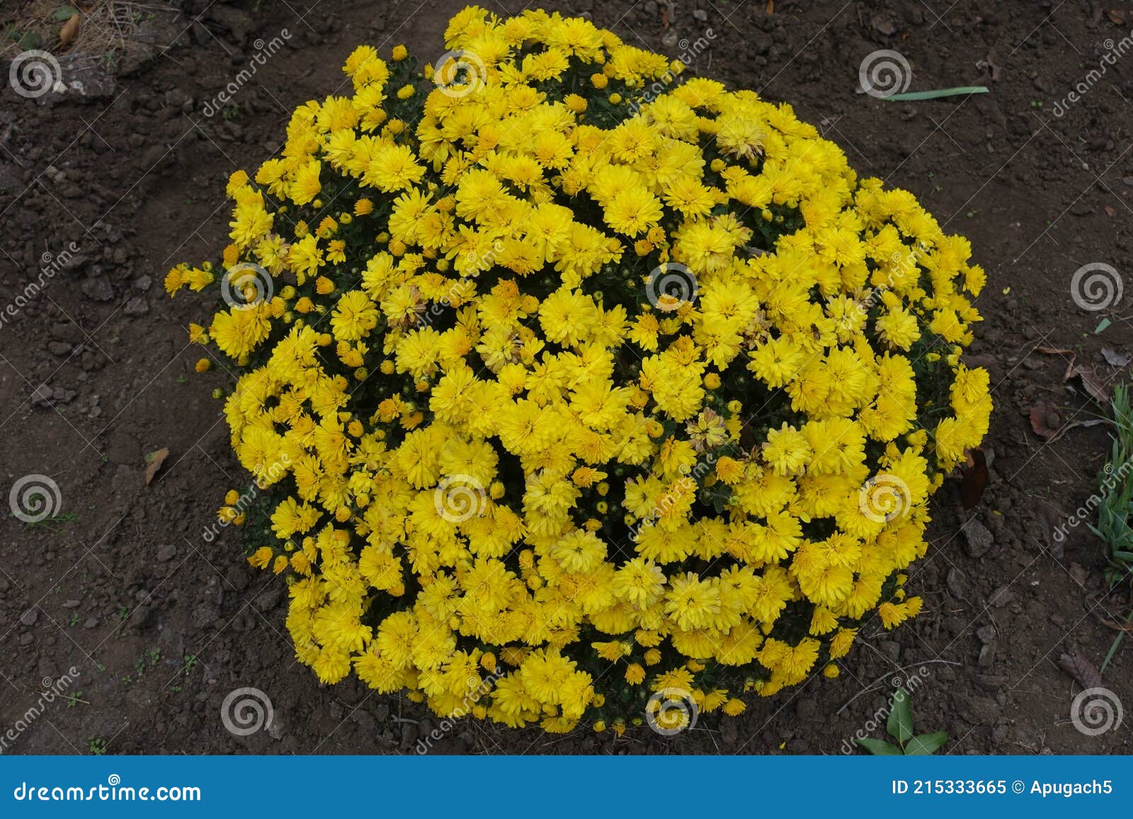 Compact Bush of Yellow Chrysanthemums in Bloom Stock Image - Image of ...