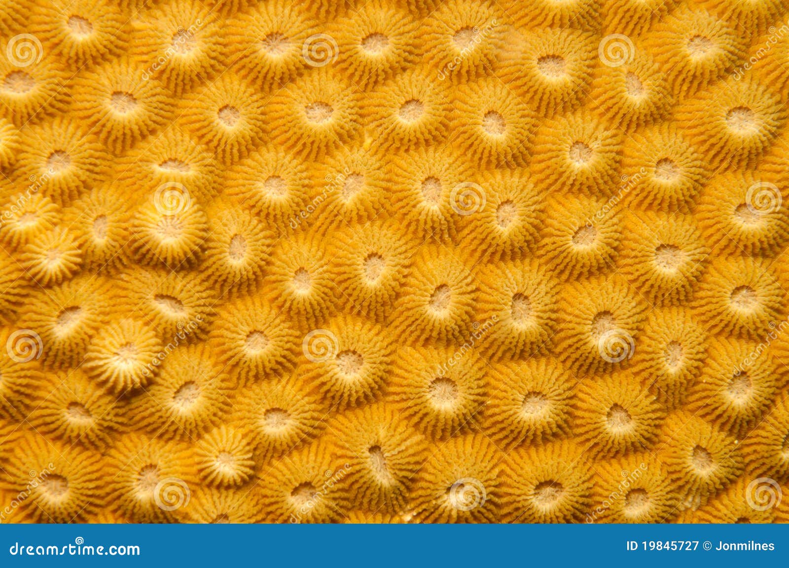 Compact coral texture stock image. Image of diver, beauty - 19845727