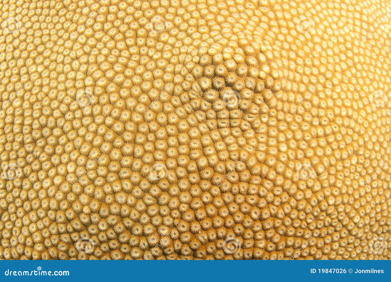 Coral Texture Royalty-Free Stock Image | CartoonDealer.com #15529690