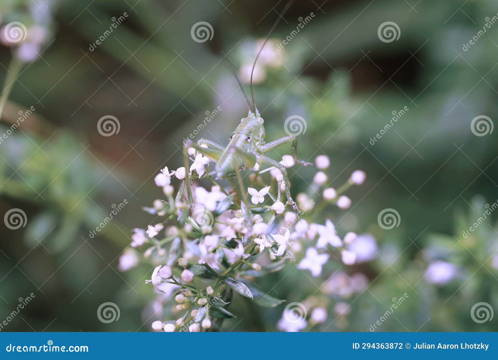 Compact Grasshopper Throning on a Flower Cluster Stock Photo - Image of ...