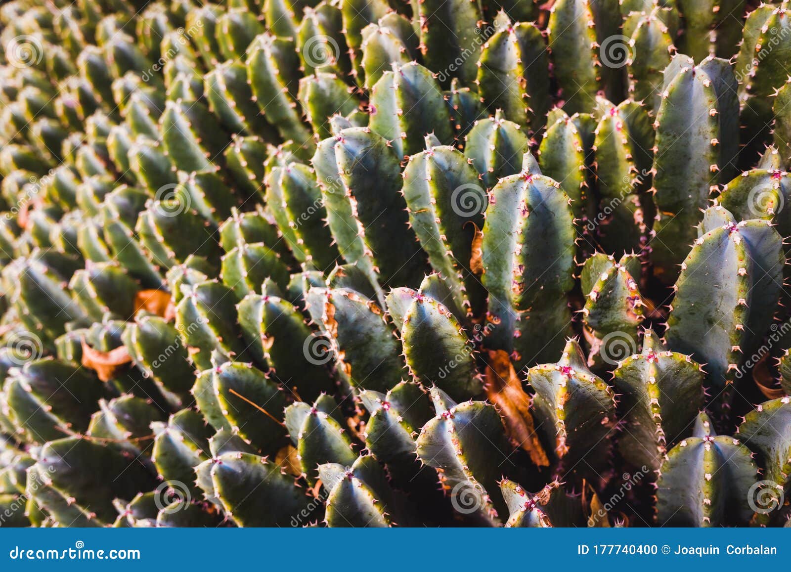Compact Group of Cactus, Seen from Above, Green Background Stock Photo ...
