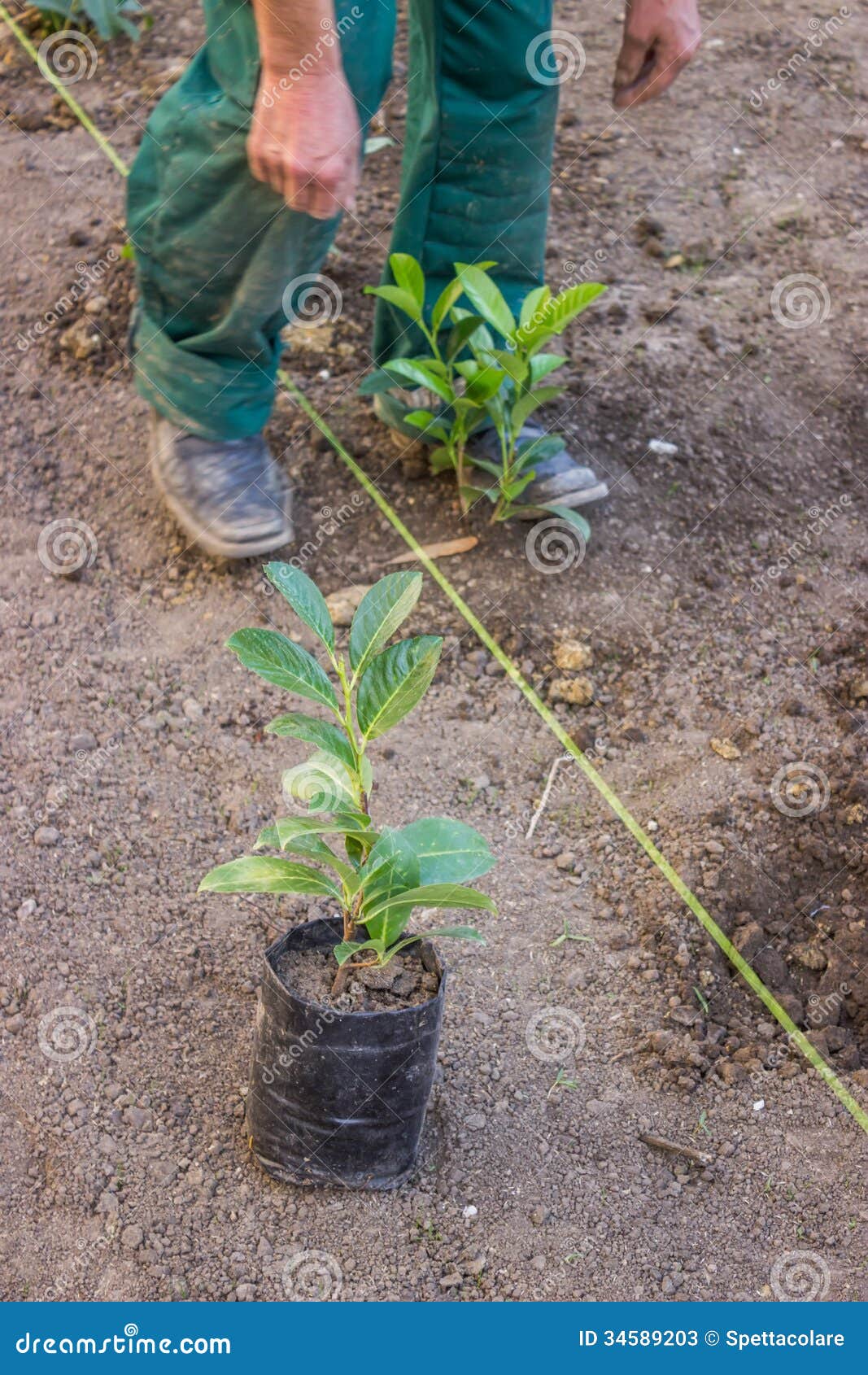 Compacting the Soil Around the Plants Stock Image - Image of field ...