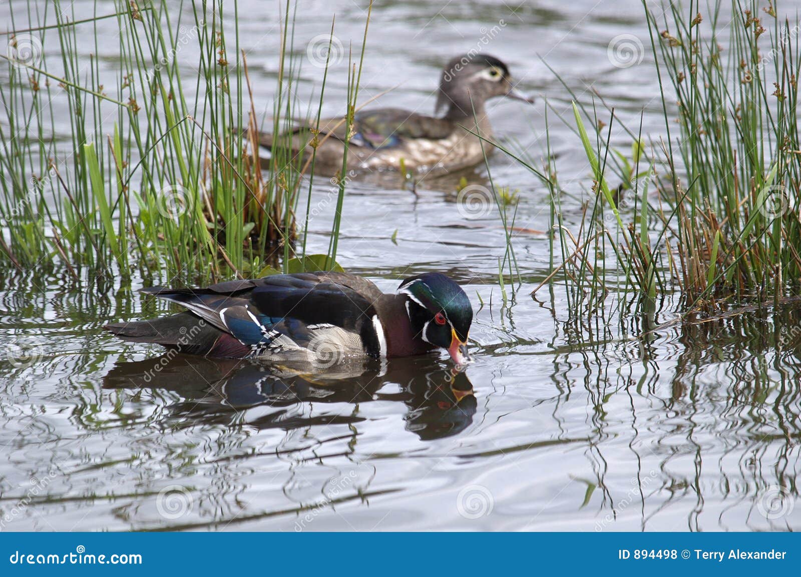 Companheiros foto de stock. Imagem de companheiros, acoplamento - 894498